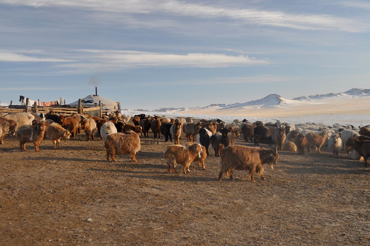 Dzud Winter Hits Mongolian Nomads Hard - Mongolian Nomad Project ...